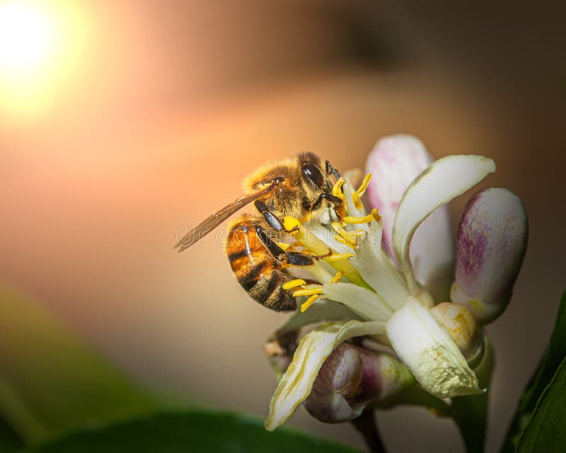 Bee Collecting Pollen from a Flower Stock Photo - Image of closeup ...