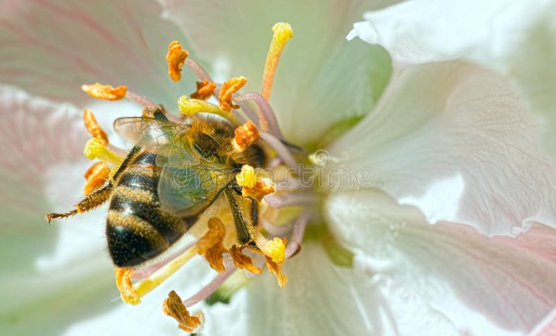 Bee Collecting Pollen from Flowers Stock Image - Image of extreme ...