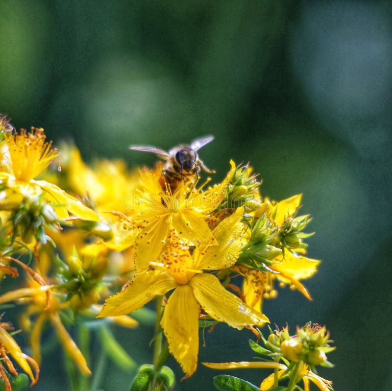 Bee Collecting Pollen on a Herb, Saint John Wort, Stock Image - Image ...