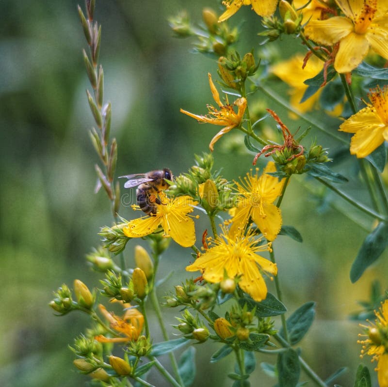 Bee Collecting Pollen on a Herb, Saint John Wort, Stock Photo - Image ...