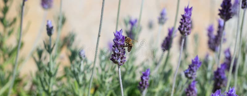 Bee Collecting Pollen from a Lavender Flower Stock Image - Image of ...