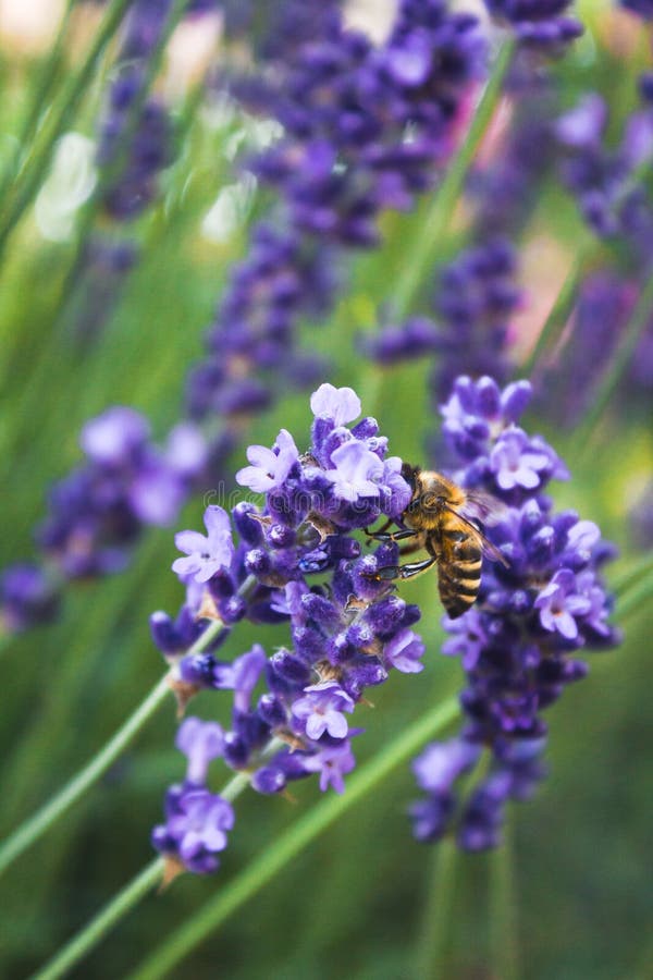 Bee Collecting Pollen from a Lavender Flower Stock Image - Image of ...