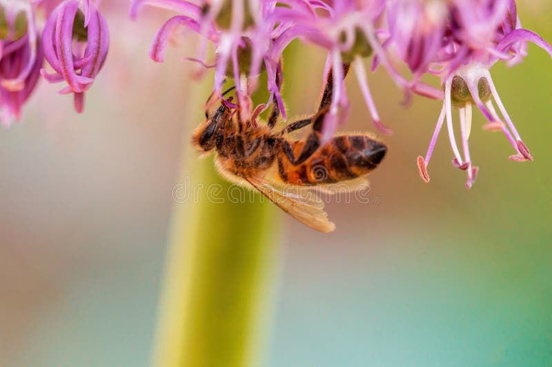 Bee Collecting Pollen from a Seasonal Plant Stock Photo - Image of ...