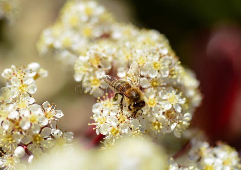 Bee Collecting Pollen on White Flowers in Spring Stock Image - Image of ...