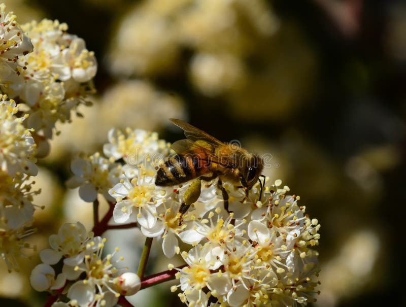 Bee Collecting Pollen on White Flowers in Spring Stock Photo - Image of ...