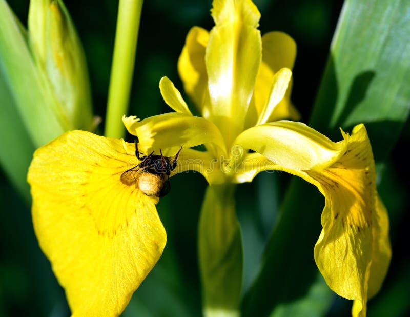 Leaf Cutter Bee on a Yellow Iris Stock Photo - Image of solitary, bees ...