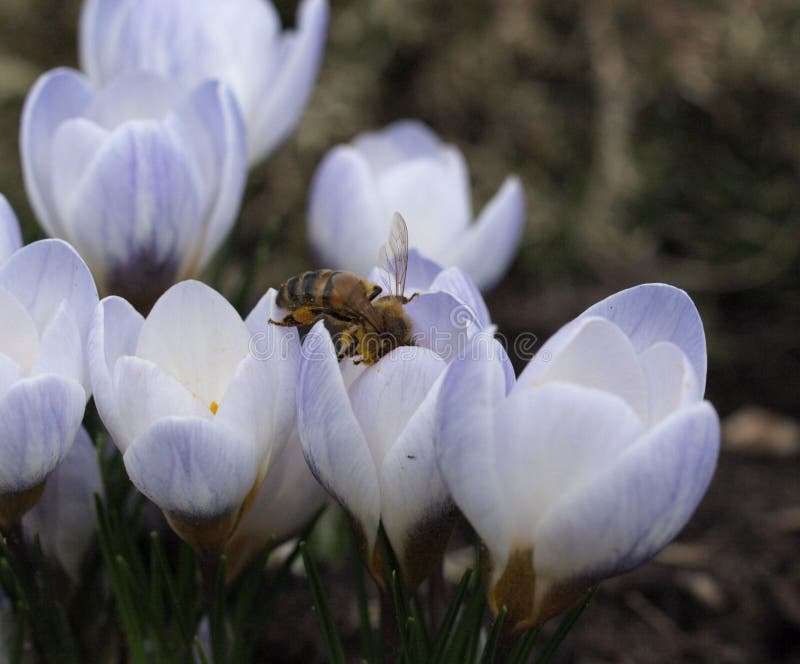 Bee Collecting Springs First Pollen. Stock Photo - Image of blossom ...