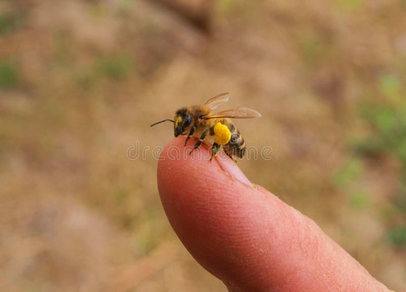 Bee on Finger Hands of the Beekeeper Stock Photo - Image of beekeeper ...
