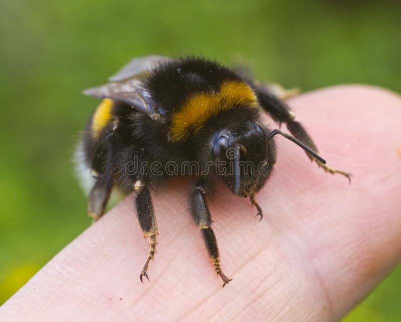 Bee on my finger stock photo. Image of insects, head - 15388212