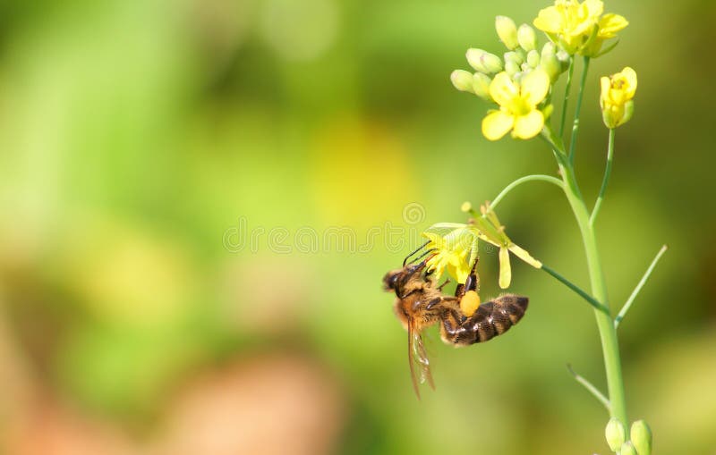 Soft bee stock photo. Image of tunnel, virginica, bare - 804152