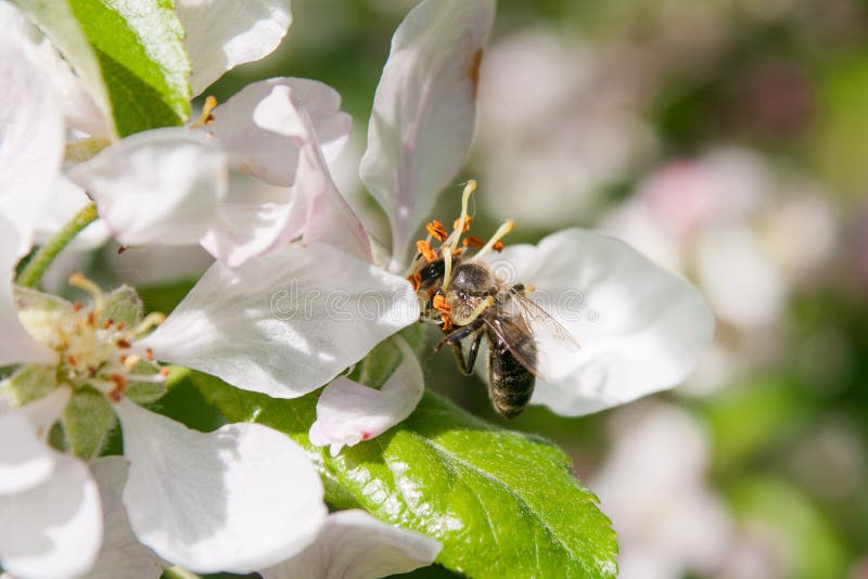 Bee collects nectar stock photo. Image of ornamental - 53230672