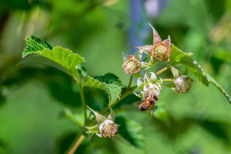 A Bee Collects Nectar from a Blooming Raspberry. Pollination Stock ...