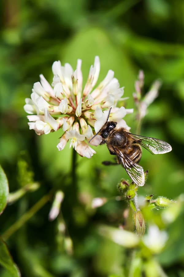 Bee Collects Nectar on Clover, White Clover, Flowers, Green Grass Stock ...