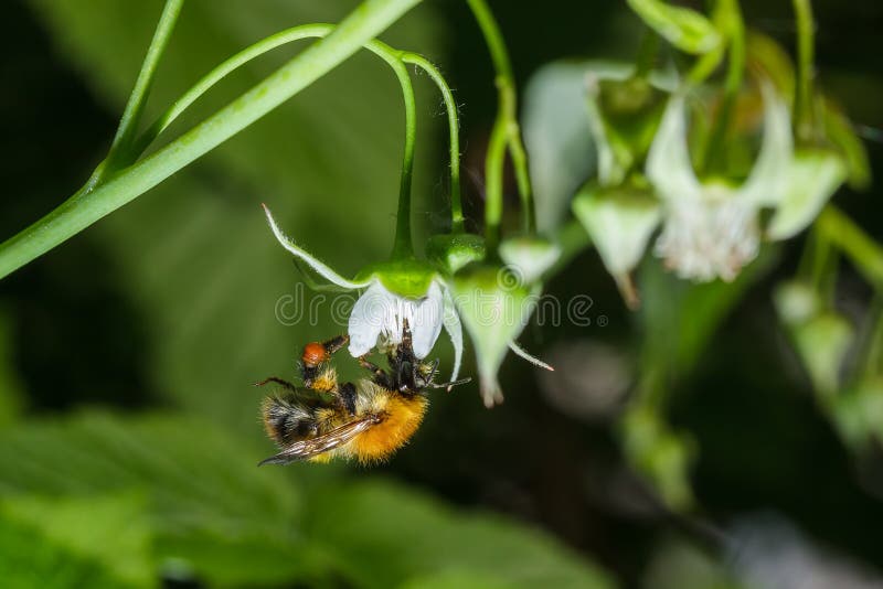 Bee Collects Nectar from a Flower of Raspberry Stock Image - Image of ...