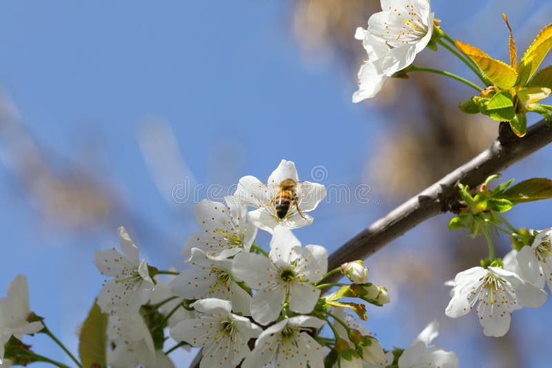 A Bee Collects Nectar from Cherry Blossoms. Spring Beautiful Day. for ...
