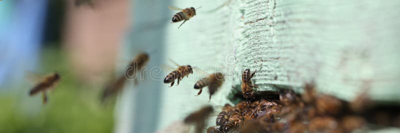 Bee Collects Nectar in Bee Hive Closeup Stock Image - Image of insect ...