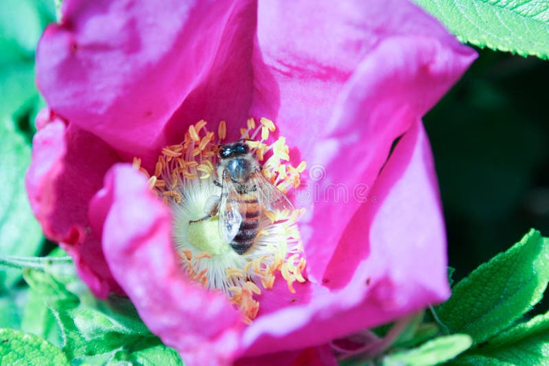 He Bee Collects the Nectar. Pollen Stock Photo - Image of floral, frame ...
