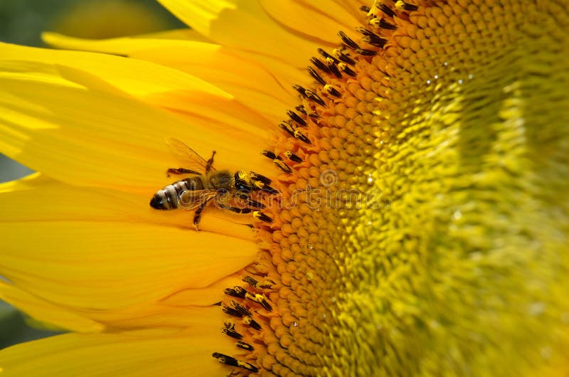 A Bee Collects Nectar and Pollinates Sunflowers in a Field Stock Image ...