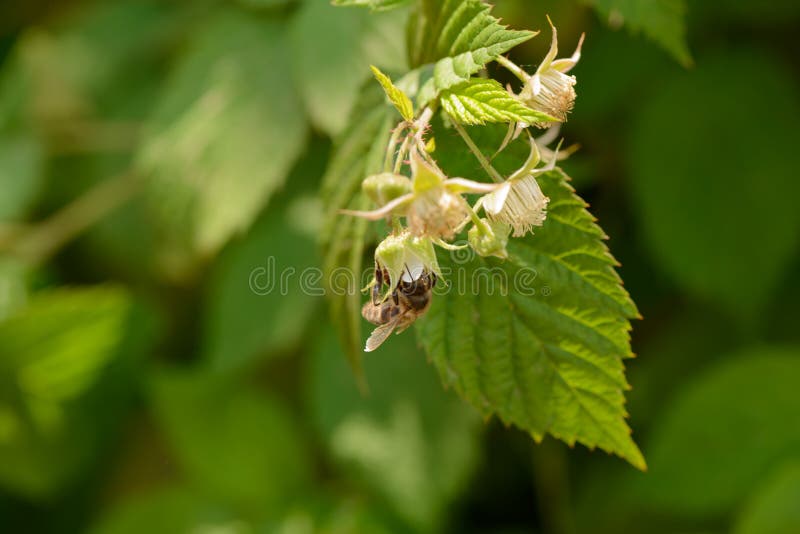 Bee Collects Nectar from Raspberry Flowers Stock Photo - Image of ...