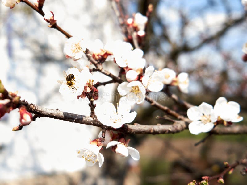 A Bee Collects Nectar from Spring Flowers. Flowers on a Tree Branch ...