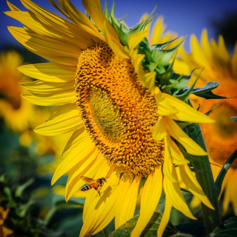 A Bee Collects Nectar from Sunflower Stock Photo - Image of blue ...