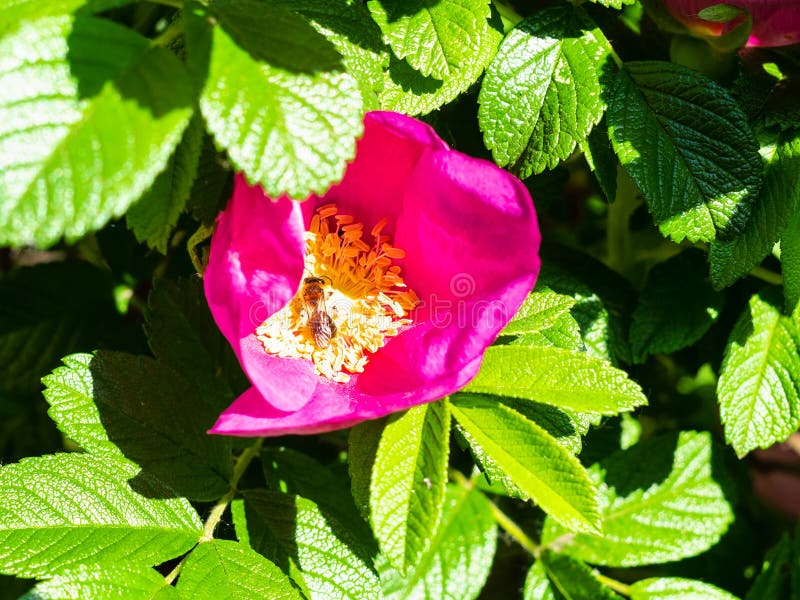 Bee Collects Pollen from Dog Rose Flower Stock Photo - Image of bloom ...