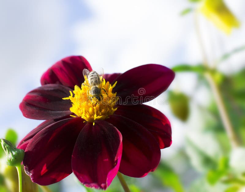Bee Collects Pollen on Yellow Petals Stock Photo - Image of green ...