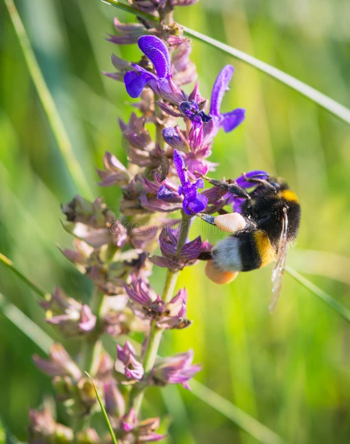 Bee Collects Pollen on Yellow Petals Stock Photo - Image of green ...