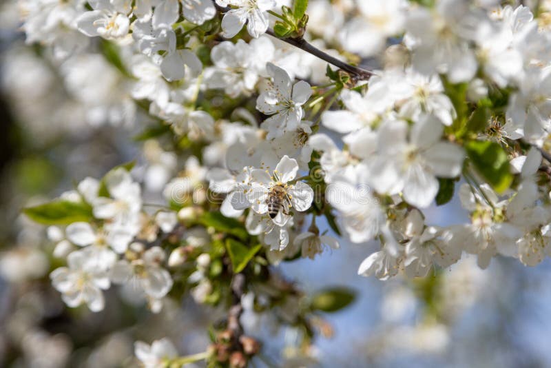 A Bee Collects Pollen in Flowers of a Sour Cherry Tree Stock Image ...