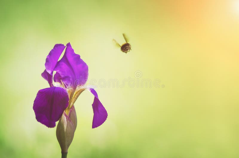 A Bee Collects Pollen from an Iris Flower. Beautiful Natural Background ...