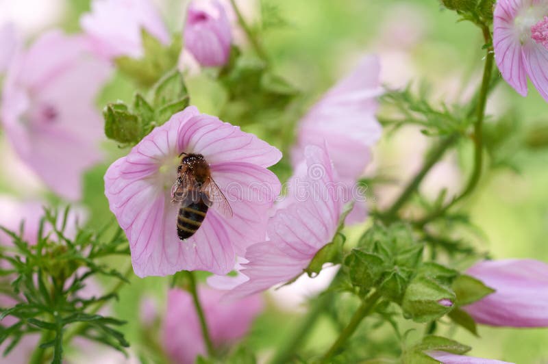 Bee Collects Pollen on Pink Flower Stock Photo - Image of meadow ...