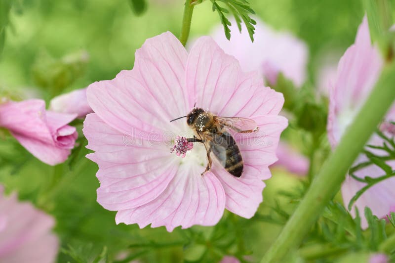 Bee Collects Pollen on Yellow Petals Stock Photo - Image of green ...