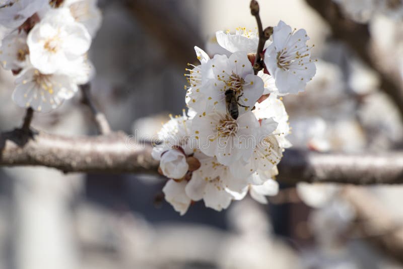 A Bee Collects Pollen on Spring Flowers. Blooming Trees Stock Photo ...