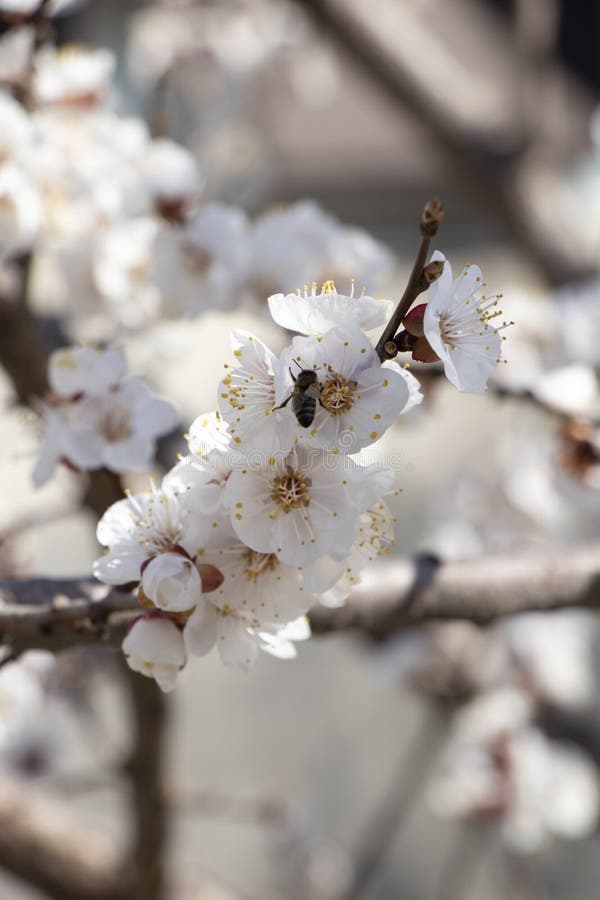 A Bee Collects Pollen on Spring Flowers. Blooming Trees Stock Photo ...