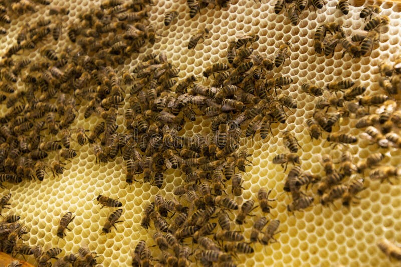 Bee Colony stock photo. Image of beeswax, foodhoney, nature - 72567150