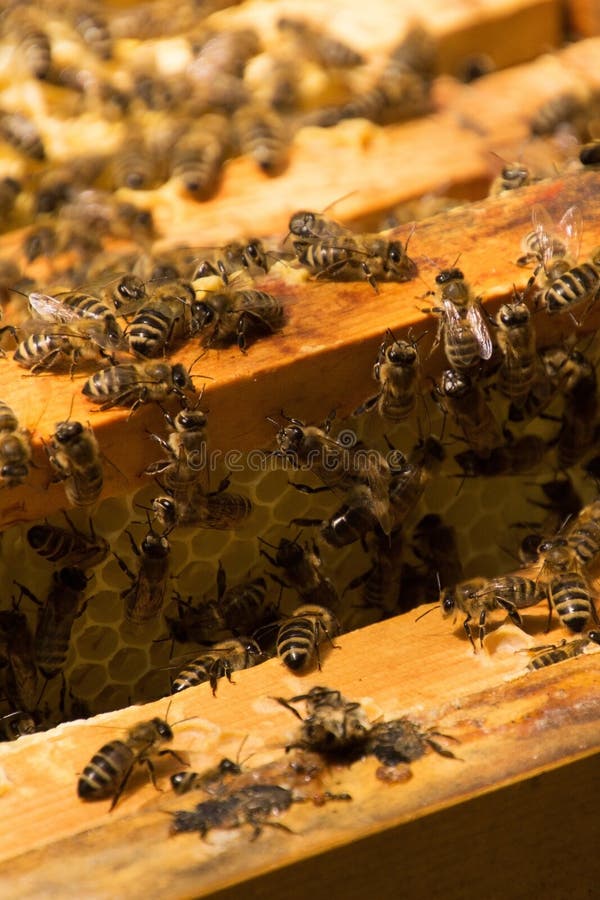 Bee Colony stock photo. Image of honey, beekeeping, foodhoney - 72568346