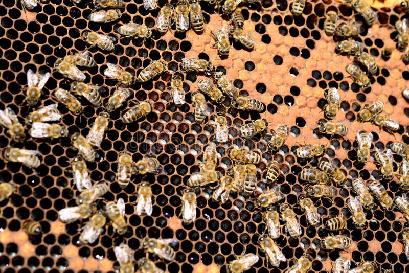 Bee colony stock image. Image of honeycomb, medicine - 31137997