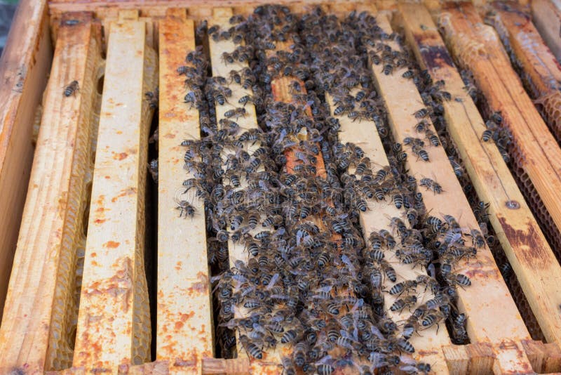 Bee Colony after a Cold Winter Stock Photo - Image of macro, insect ...
