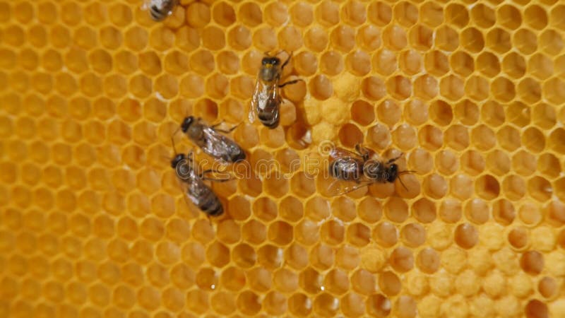 Worker Bees Arrive, Enter and Exit the Entrance of an Artificial Hive ...