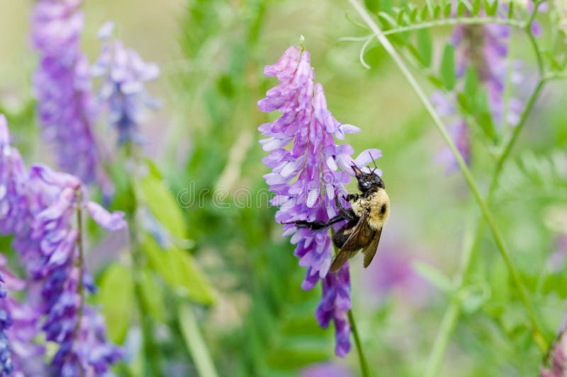 Bee with color stock photo. Image of creature, garden - 10981932