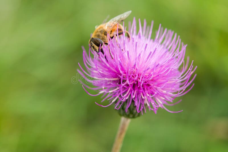 Bee color stock image. Image of honey, single, nature - 59922895