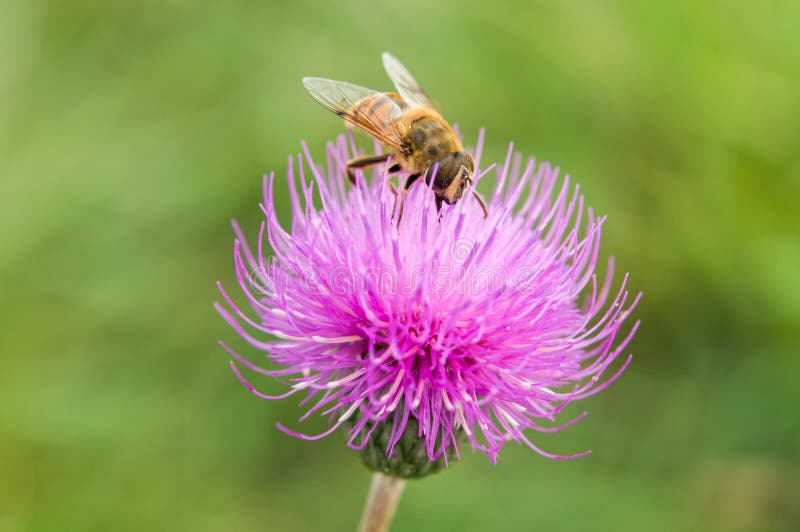 Bee color stock image. Image of blue, animals, petals - 59923013