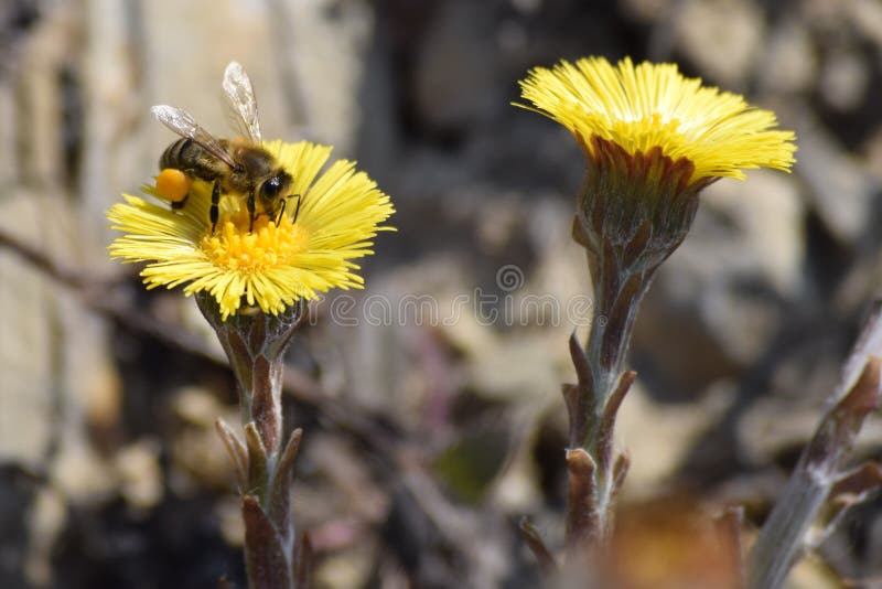 Bee on Coltsfoot stock photo. Image of bearing, pollen - 177146678