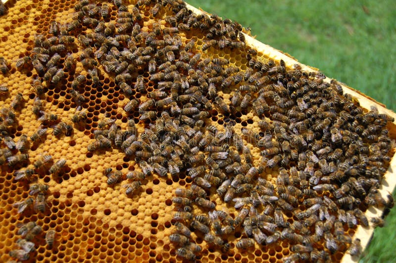 Bee comb stock image. Image of colony, dandelions, dandelion - 14207893
