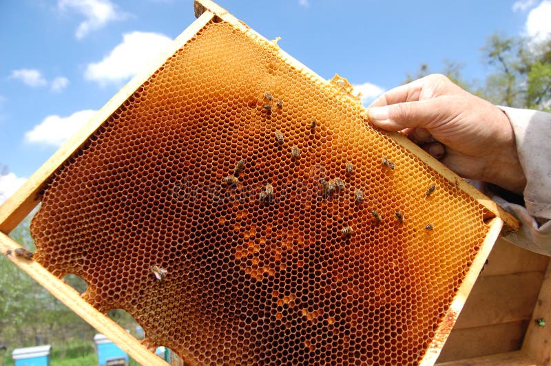 Bee home stock image. Image of wood, nature, stump, honey - 9428861