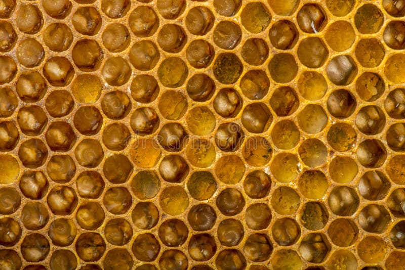 Bee Combs with Bee Eggs Close Up Stock Image - Image of close, honeybee ...
