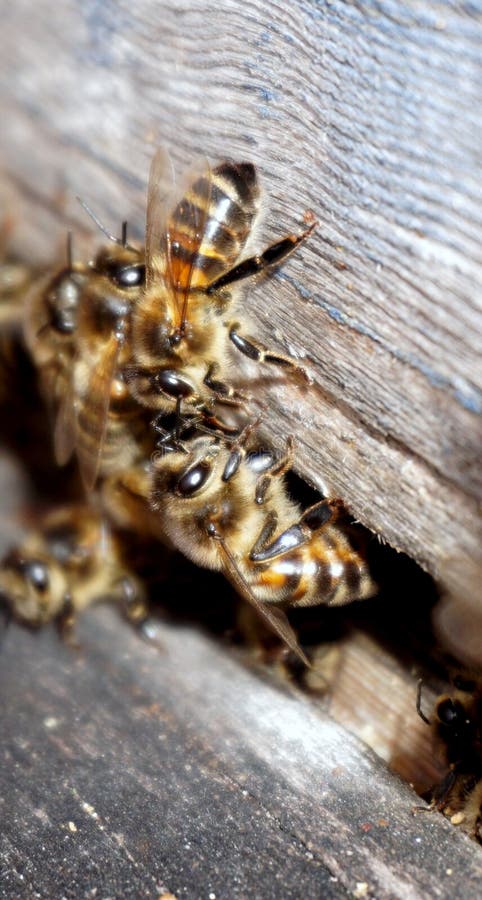 Bee Coming Out after Winter Stock Photo - Image of nature, activity ...