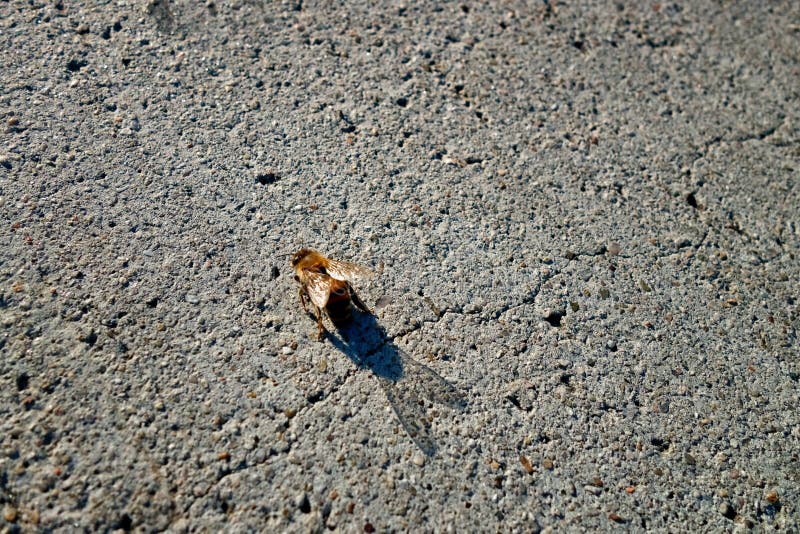 A Bee on Concrete Ready for Take Off Stock Image - Image of graphic ...