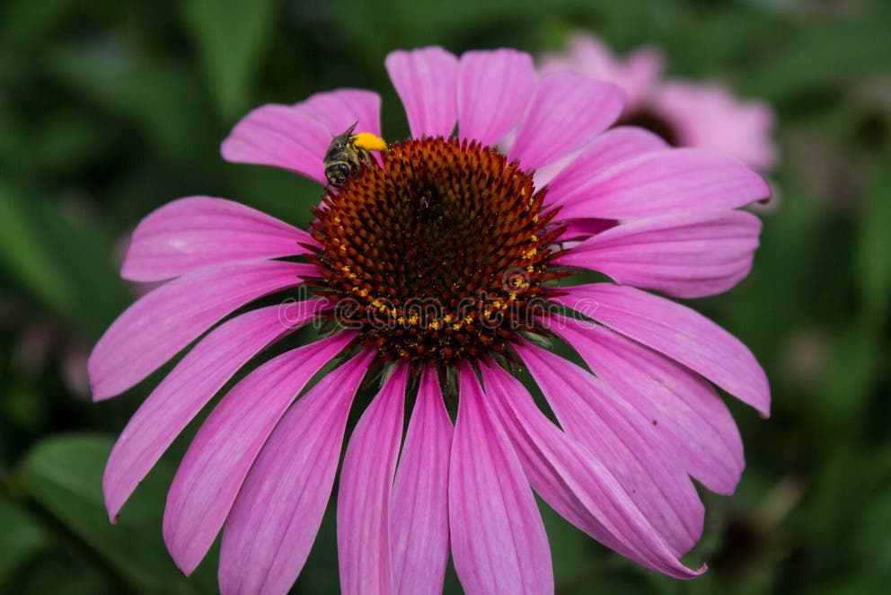 Bee on Cone Flower stock image. Image of francis, honeybee - 42805375