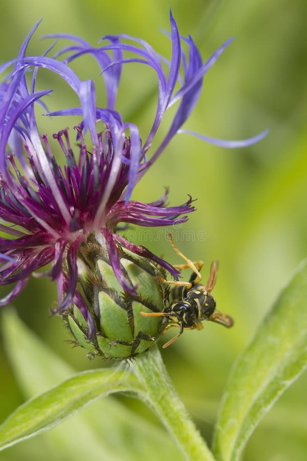 Bee on cone flower. stock photo. Image of flowers, insect - 42548230